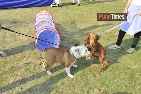 Pet parents, your pooch’s soulmate is just a swipe away - Times of India