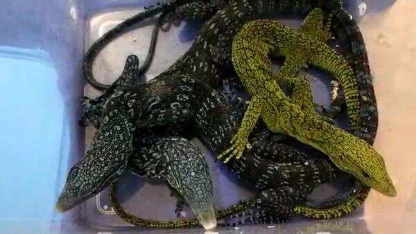 Exotic pythons, reptiles seized from two passengers at Chennai airport ...