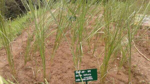 Nursery to preserve grass species set up in Ranikhet | Dehradun News ...