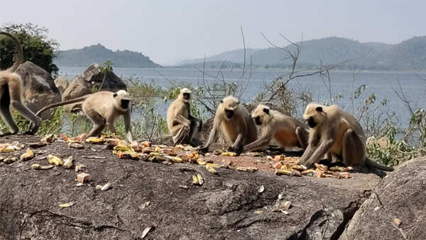A ‘setu’ to rescue monkeys stranded in Chhattisgarh lake | Raipur News ...