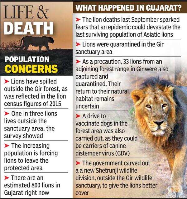 34 lions had died in canine distemper virus outbreak: Gujarat govt ...