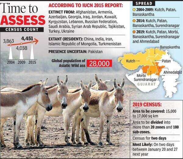 First time: Wild ass census in Ahmedabad | Ahmedabad News - Times of India