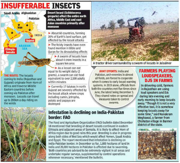 Rabi crops under threat from locusts in west Rajasthan | Jaipur News ...