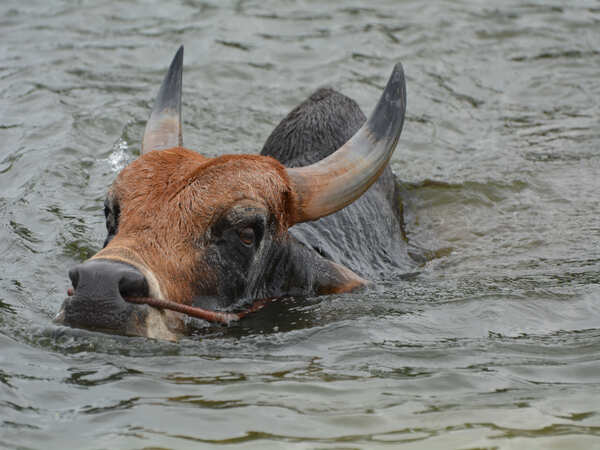 Madurai’s mighty bulls are getting ready for jallikattu | Madurai News ...