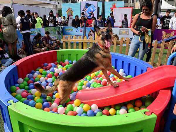 Mumbaikars have fun at this pet event | Events Movie News - Times of India
