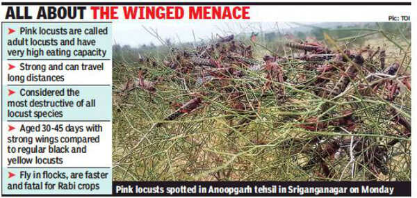 Rajasthan: Pink locusts from Pakistan swarm desert districts, hit Rabi ...