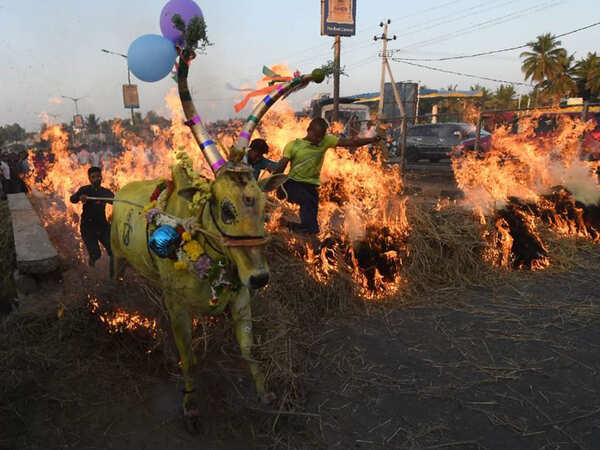 Photos: In Karnataka, cattle forced to run through fire | Bengaluru ...