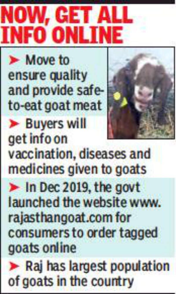Rajasthan goats to be tagged with QR code for quality | Jaipur News ...