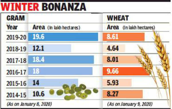 Wheat, gram sowing area rises in Maharashtra | Pune News - Times of India