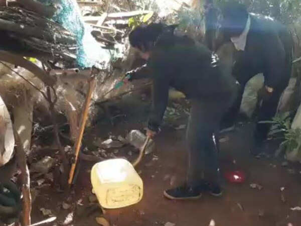 Six-Feet-Long Indian Rock Python: Mumbai: Python rescued from Bhandup ...