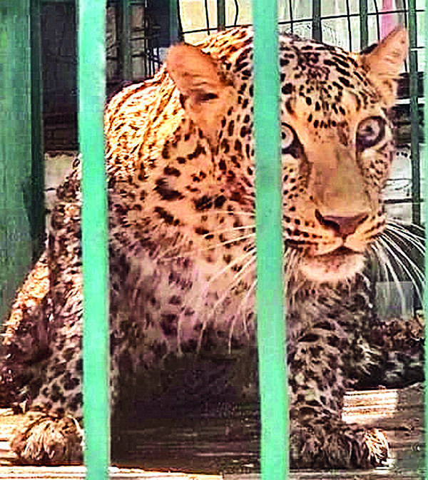 Animals take over roads as humans stay locked down | Chandigarh News ...