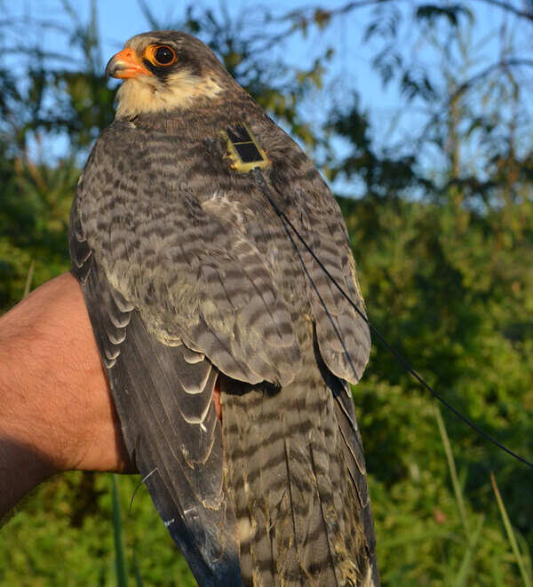 No Covid-19 barrier for 2 satellite-tagged falcons as they return to ...