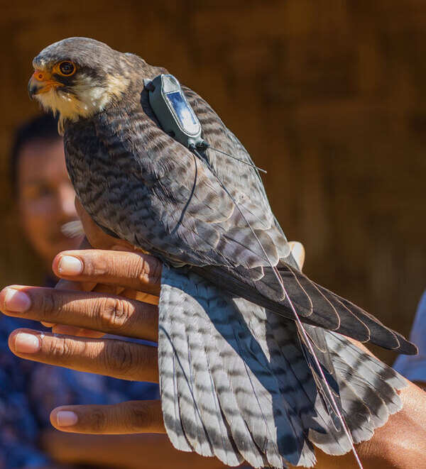 No Covid-19 barrier for 2 satellite-tagged falcons as they return to ...
