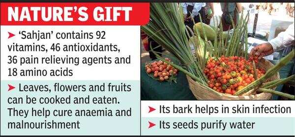 UP banking on ‘sahjan’ to check malnutrition | Lucknow News - Times of ...