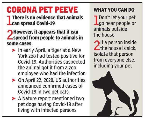 Pets can get Covid-19 from humans: Study | Delhi News - Times of India