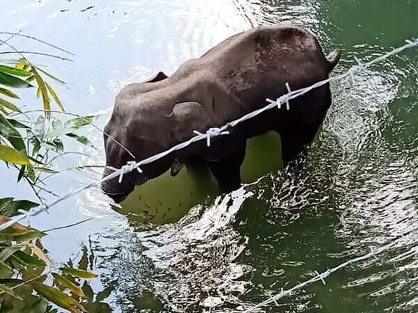 Kerala Elephant Incident: What goes into a crude bomb that killed ...