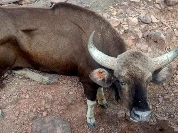 12-Year Old Indian Gaur: MP: Female Indian gaur brought to Van Vihar ...