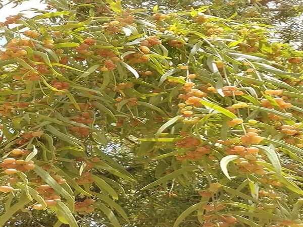 Rajasthan’s peelu trees to bloom in Delhi | Jaipur News - Times of India