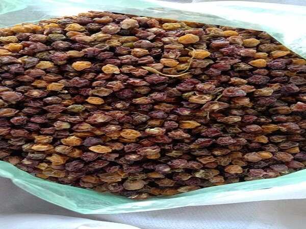 Rajasthan’s peelu trees to bloom in Delhi | Jaipur News - Times of India