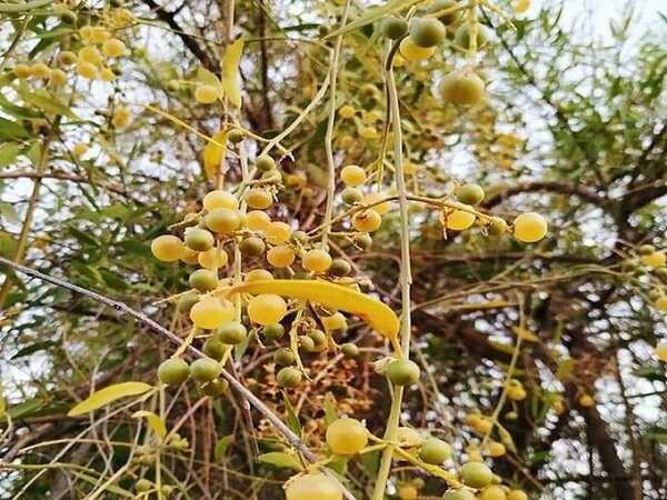 Rajasthan’s peelu trees to bloom in Delhi | Jaipur News - Times of India