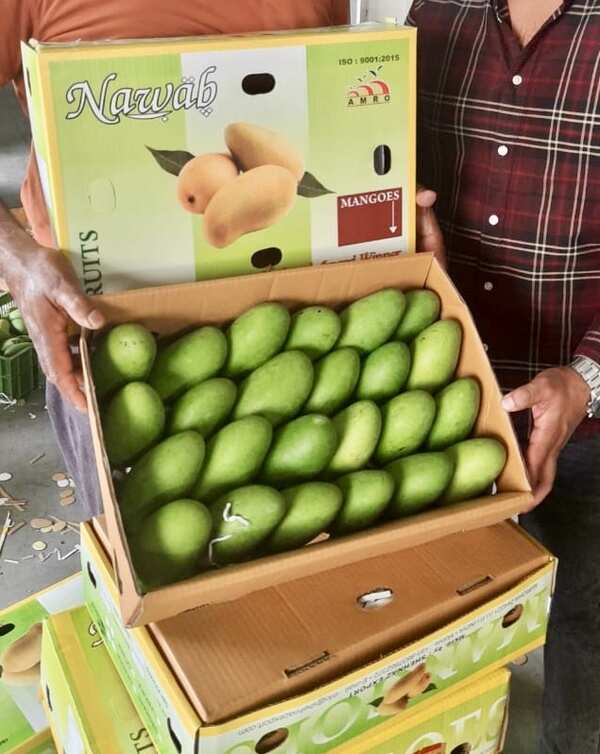 Covid-19 pushes up air freight, UP mangoes to reach Gulf via sea for ...