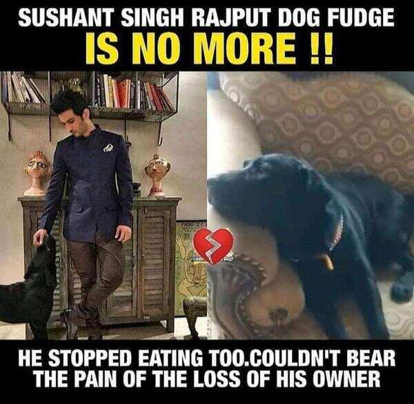 Sushant Singh Rajput Dog Death News is Fake: Rumours of Sushant Singh ...