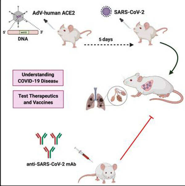 Mice hold key in Covid vaccine rat race | India News - Times of India
