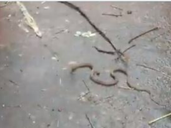 Mumbai: Snake rides pillion, biker alerted by another rider in Virar ...