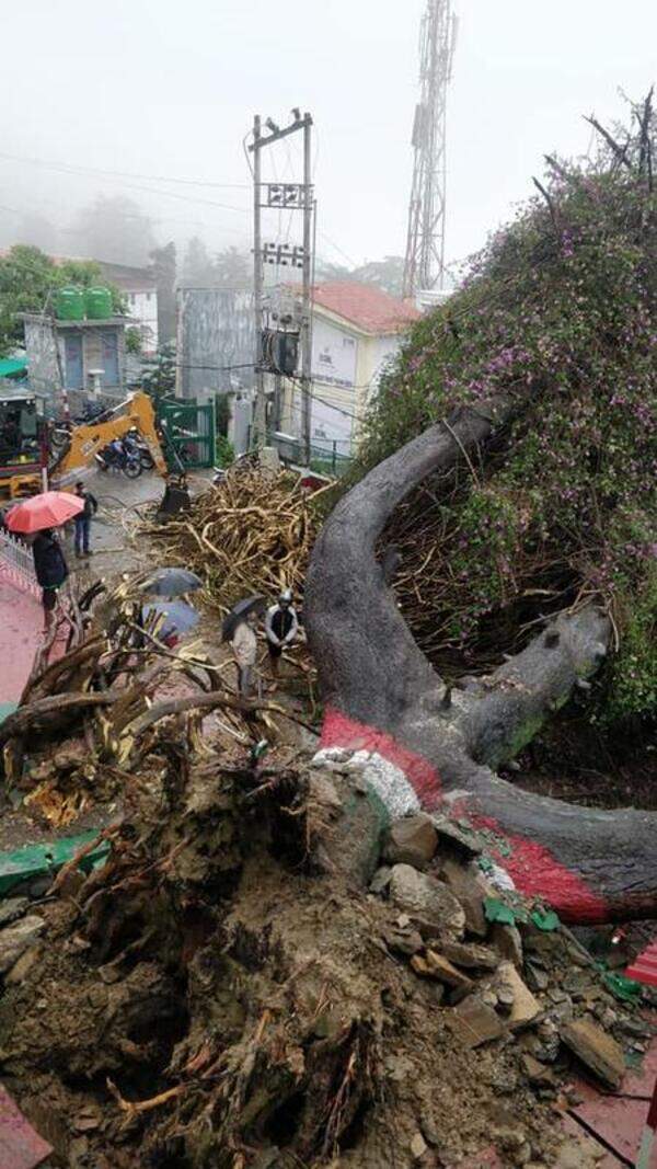 Almora’s famous centuries-old bougainvillea vine, cedar tree uprooted ...