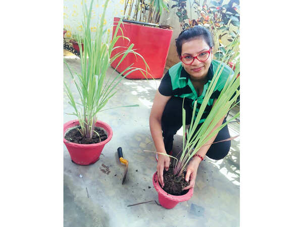 Sale of ‘immunity-boosting’ plants increases in Covid-19 times ...