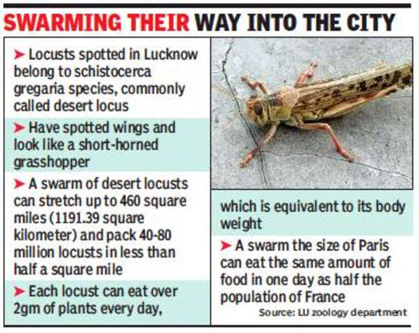 Locust attack: Farmers claim damage to crop, Lucknow administration ...