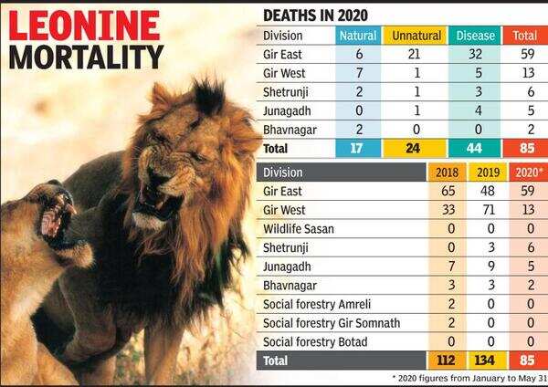 MoEF report: Special team to probe recent lion deaths | Ahmedabad News ...