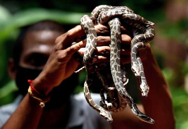Nine rock python eggs hatch in Chennai Snake Park | Chennai News ...