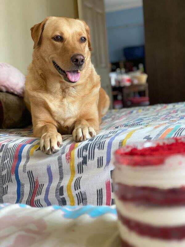 Actor Pavan Ravindra talks about his two favourite pals - Times of India