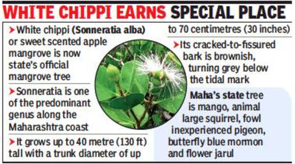 Maharashtra first state to get its official mangrove tree | Mumbai News ...
