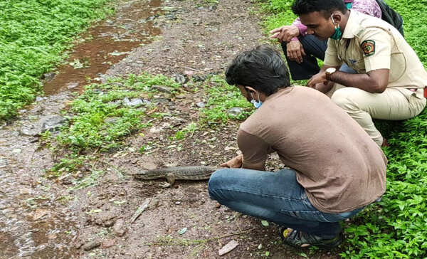 Photos: Three-feet lizard found in Kandivli toilet | Thane News - Times ...