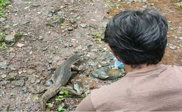 Photos: Three-feet lizard found in Kandivli toilet | Thane News - Times ...