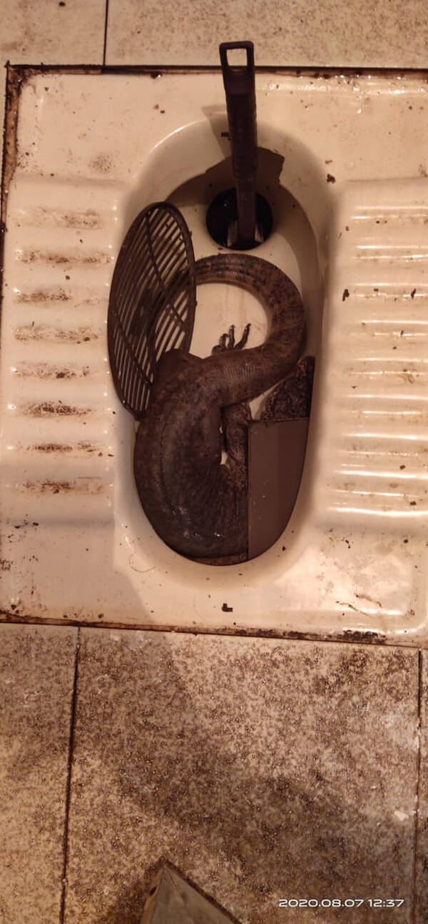 Photos: Three-feet lizard found in Kandivli toilet | Thane News - Times ...