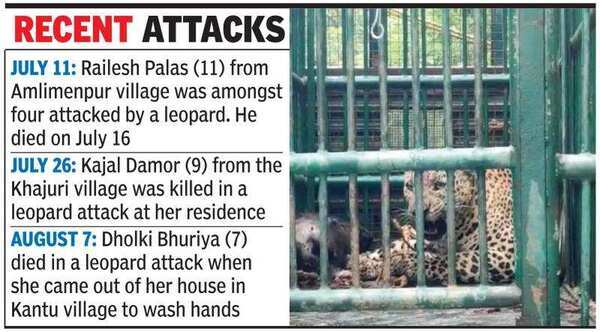 21 leopard attacks in Gujarat's Dahod in a month | Vadodara News ...