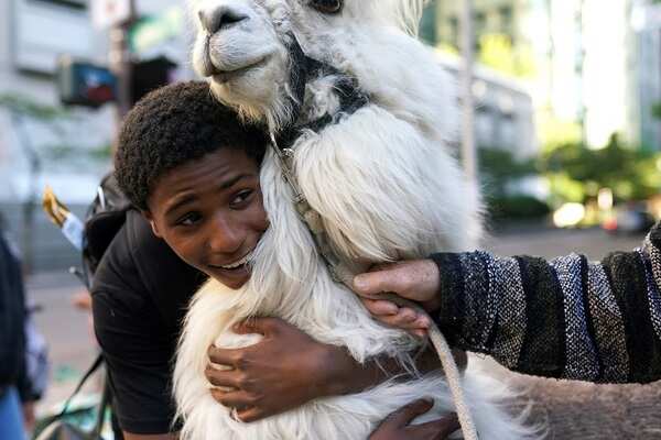 PICS: How this 'No Drama Llama' brings touch of Zen to protesters and ...