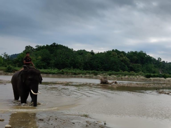 World Elephant Day: Bid to conserve jumbos in Bihar's forests | Patna ...