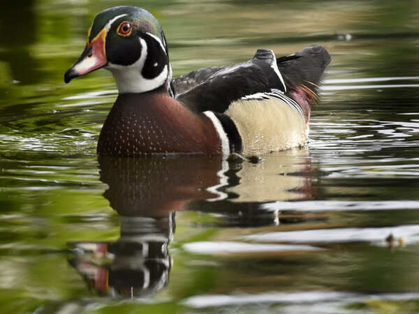 Duck tales: How an American bird has given wing to a West Bengal ...