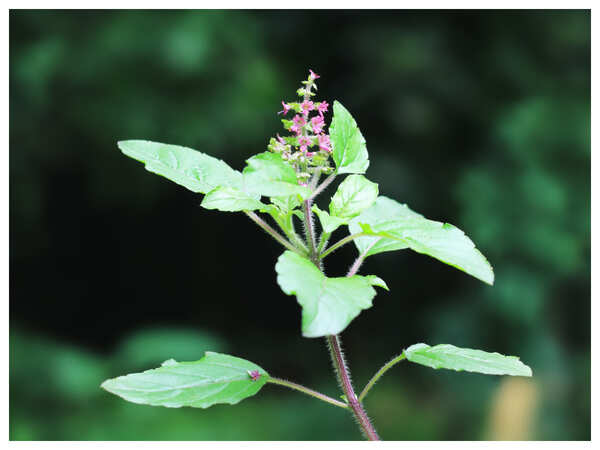 Types of Tulsi and the best way to use them for immunity and weight ...