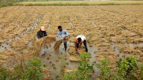 Crop damage likely across 8L ha | Ahmedabad News - Times of India