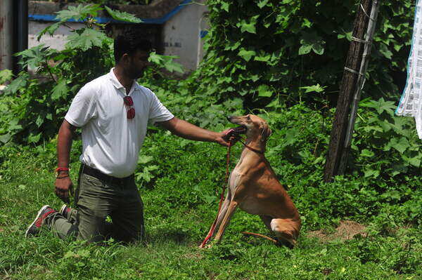 Looking to adopt a desi dog? Don’t forget to make them run and ...