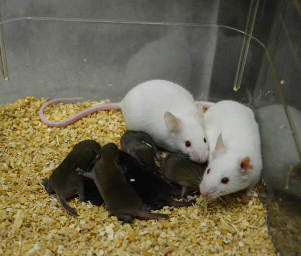 In a first, gene-edited livestock that can act as ‘surrogate dads ...