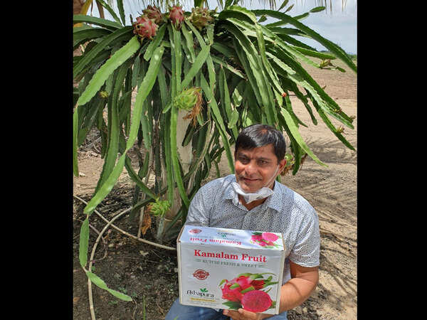 Rajkot: Red-purple dragon fruit to get a saffron hue and a new name ...