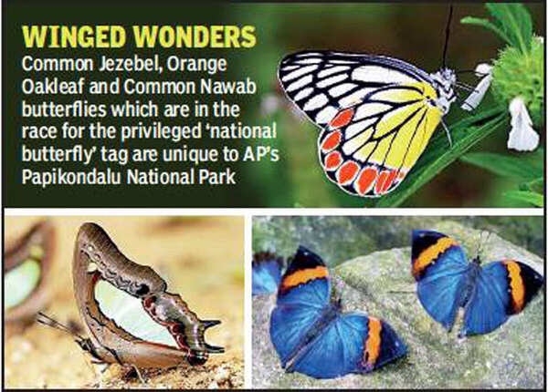 Three AP species in race to become ‘national butterfly’ | Amaravati ...
