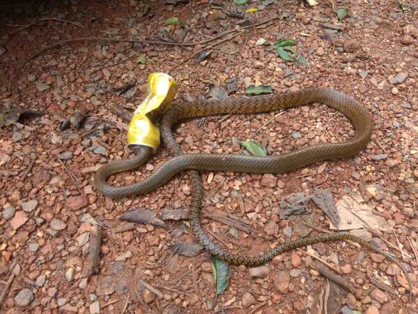 Rat snake trapped in a tin can rescued | Events Movie News - Times of India