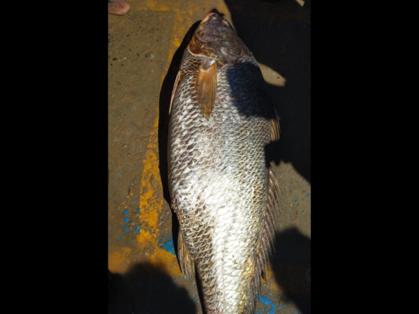Guntur fisherman nets rare Ghol fish, gets Rs 1.4 lakh | Visakhapatnam ...